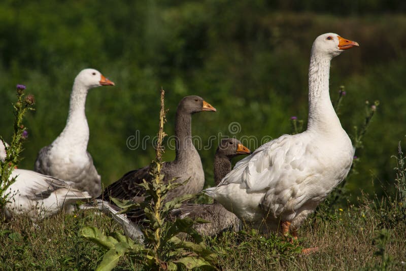 Free-range Geese in an Open Field Stock Image - Image of breeding ...