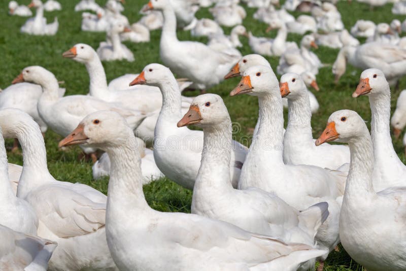 Free range geese stock photo. Image of march, meadow - 37883608