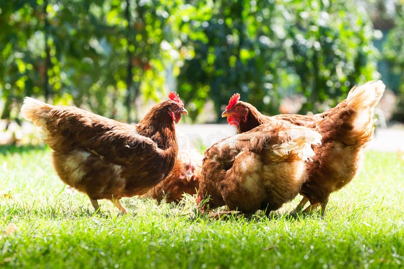 Free Range Happy Red Chickens Walking on Grass Stock Image - Image of ...