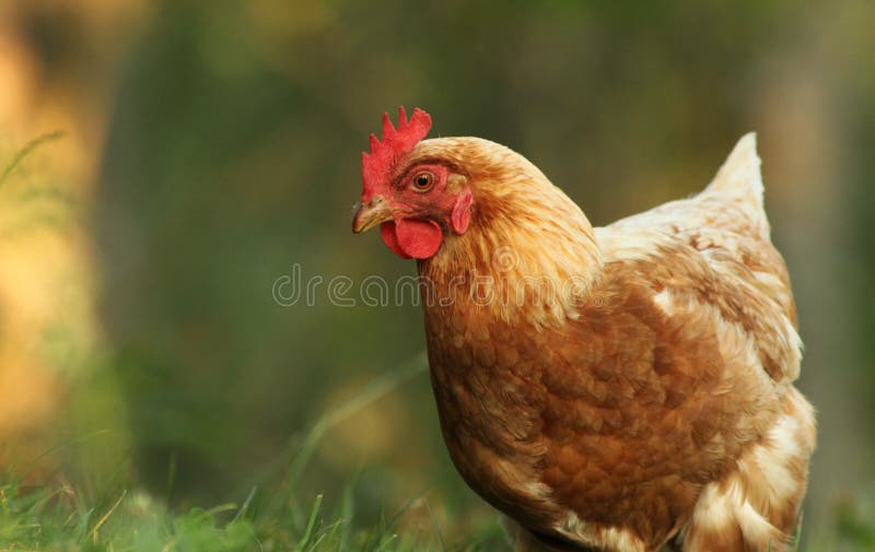 Running hen in winter stock photo. Image of horticulture - 17652886