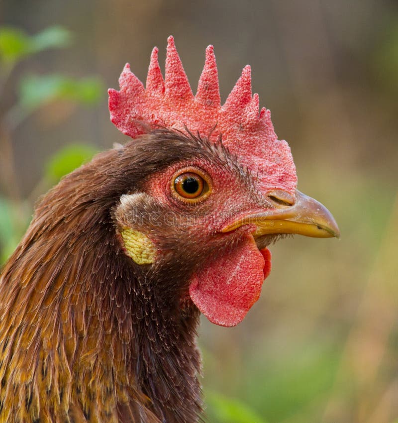 Chicken Hen stock image. Image of animal, brown, common - 5233749