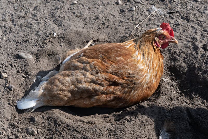 Free Range Hen Bathing in Sand. Hen Lying on Sandy Ground To Remove ...