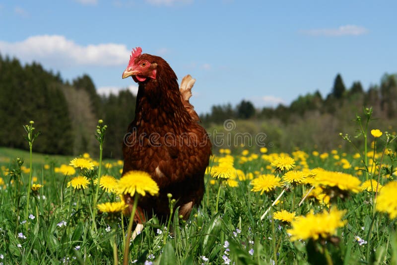 Free Range Hen in a Beautiful Spring Meadow Stock Image - Image of ...
