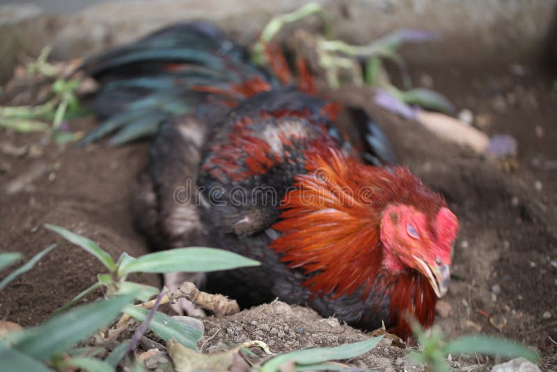 Free Range Hen Digging and Scratching Stock Image - Image of ground ...