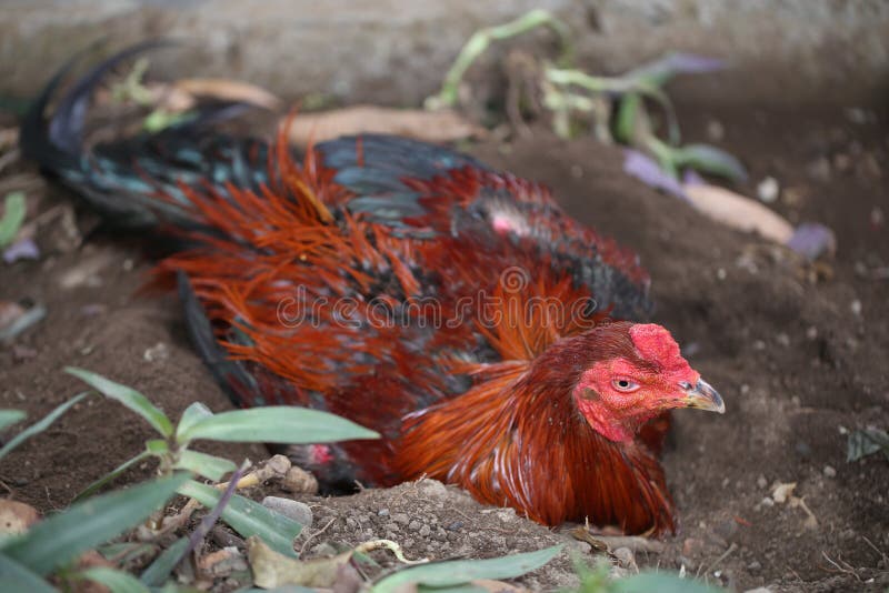 Free Range Hen Digging and Scratching Stock Photo - Image of natural ...