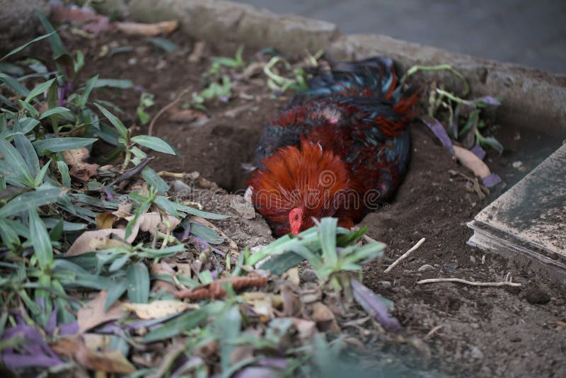 162 Chicken Scratching Food Stock Photos - Free & Royalty-Free Stock ...