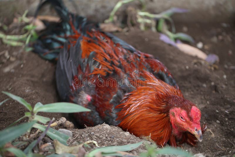 Free Range Hen Digging and Scratching Stock Image - Image of ...