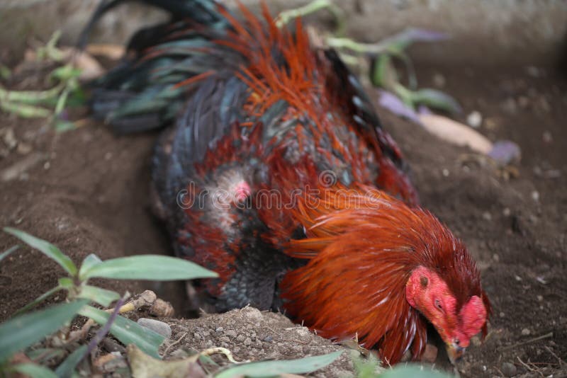 Chicken Scratching Ground Food Photos - Free & Royalty-Free Stock ...