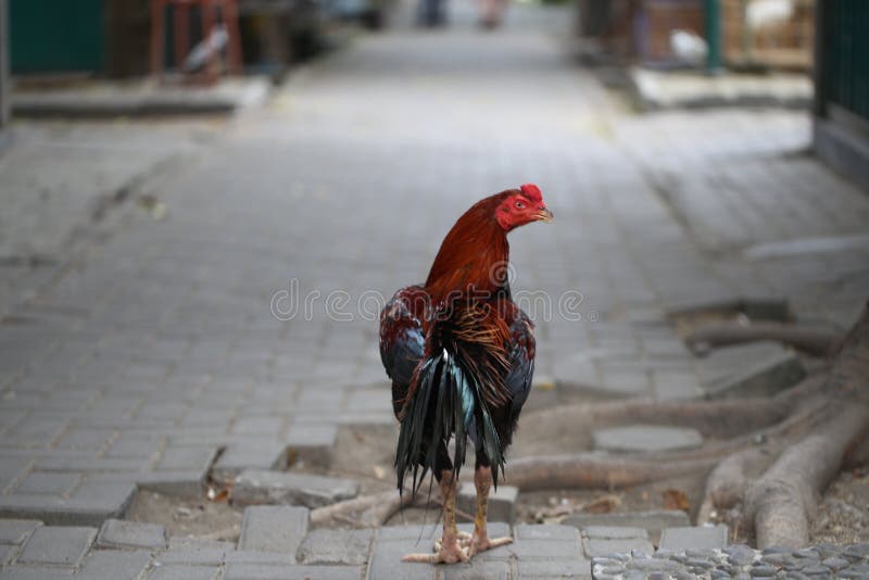 Free Range Hen Digging and Scratching Stock Photo - Image of eating ...