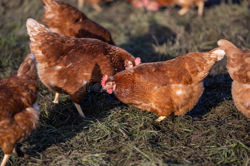 Free Range Hen in Early Spring on Meadow in the Evening Sun. Hens ...