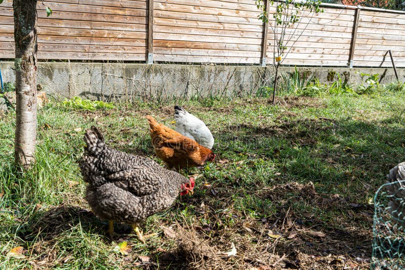 Free Range Hen, Eating Grass Stock Image - Image of eating, healthy ...