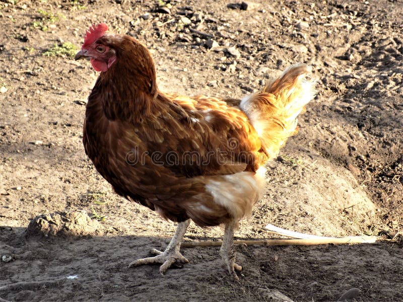 Free-Range Hen in Northumberland, England Stock Image - Image of ...
