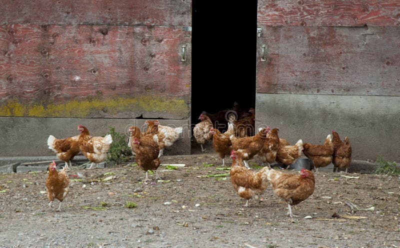 Free Range Hens stock photo. Image of outdoors, bird - 12260878