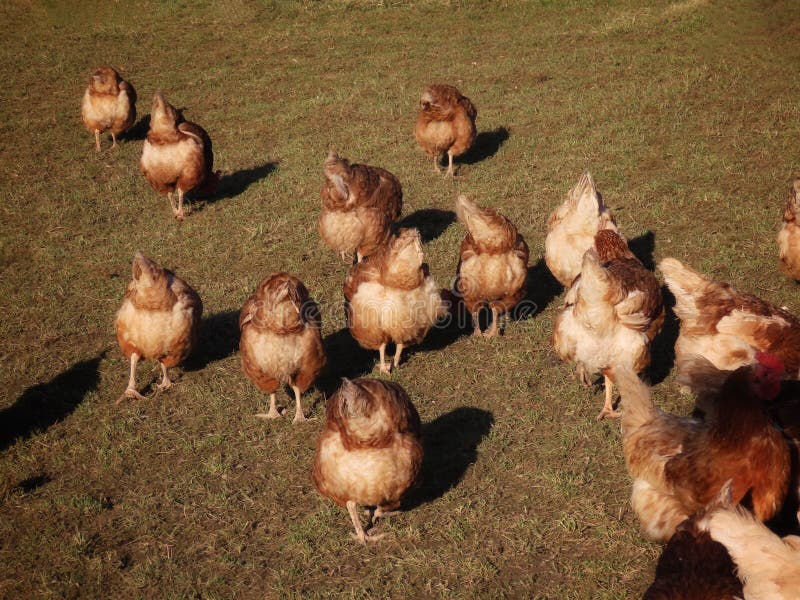 Chicken Backs Stock Photos - Free & Royalty-Free Stock Photos from ...