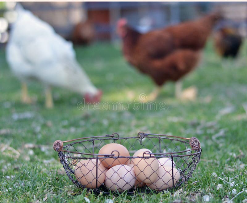 Free range hens and eggs stock image. Image of chicken - 54280891