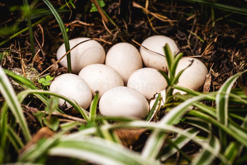 Free-range Chicken Eggs, Typical Brazilian Eggs, Point Focus, Free ...