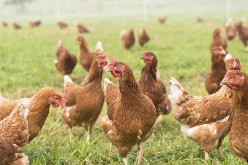 Free range hens stock image. Image of brown, bird, range - 36285587