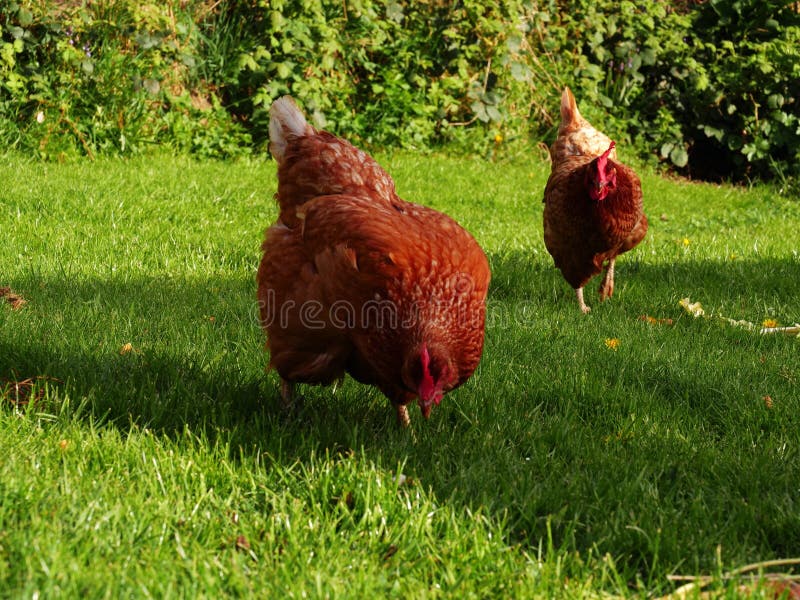Free Range Hens Pecking for Food in Field of Grass Stock Photo - Image ...