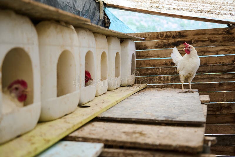 Free-Range Hens in a Rustic Coop Setting with Individual Nesting Areas ...