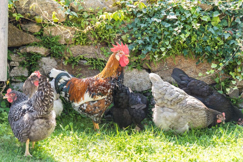 Roosters and Chickens, Called Gypsy Chickens or Cubalaya by the Stock ...