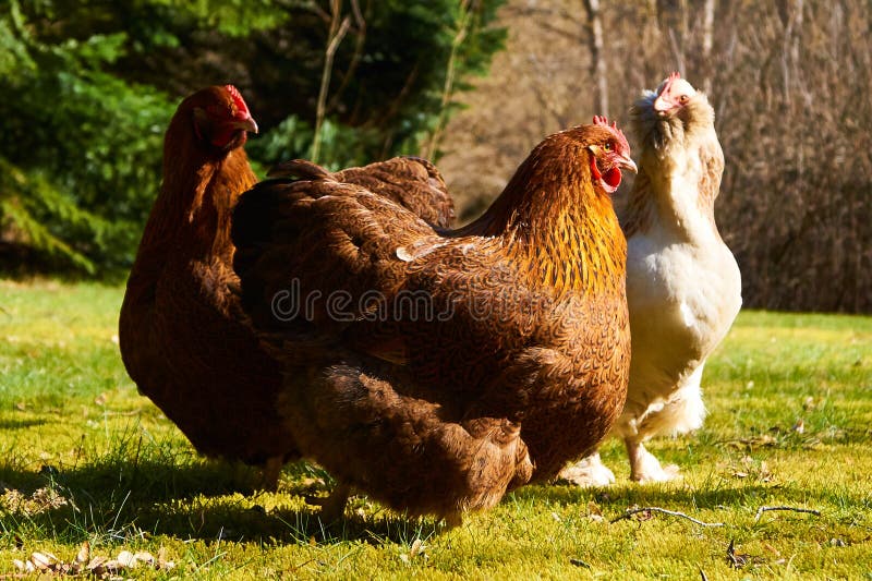 Owners Egg Laying Stock Photos - Free & Royalty-Free Stock Photos from ...