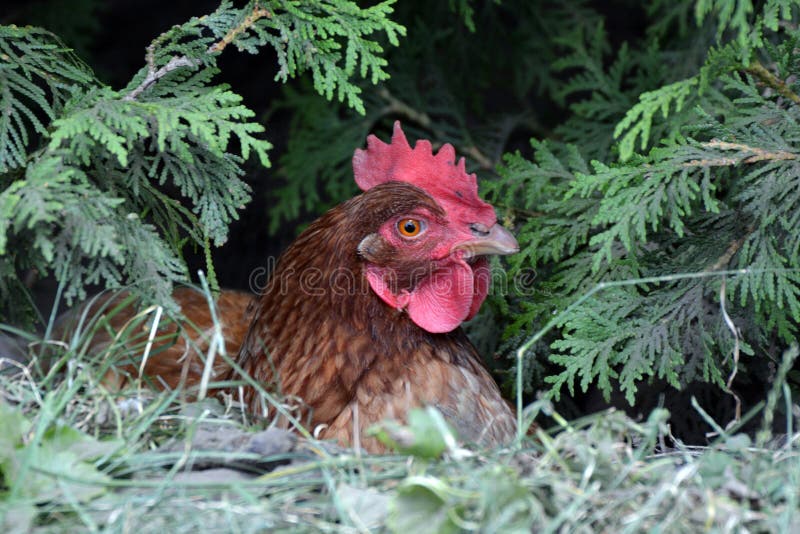 A Free Range Laying Hens Resting Under a Cedar Tree Stock Photo - Image ...