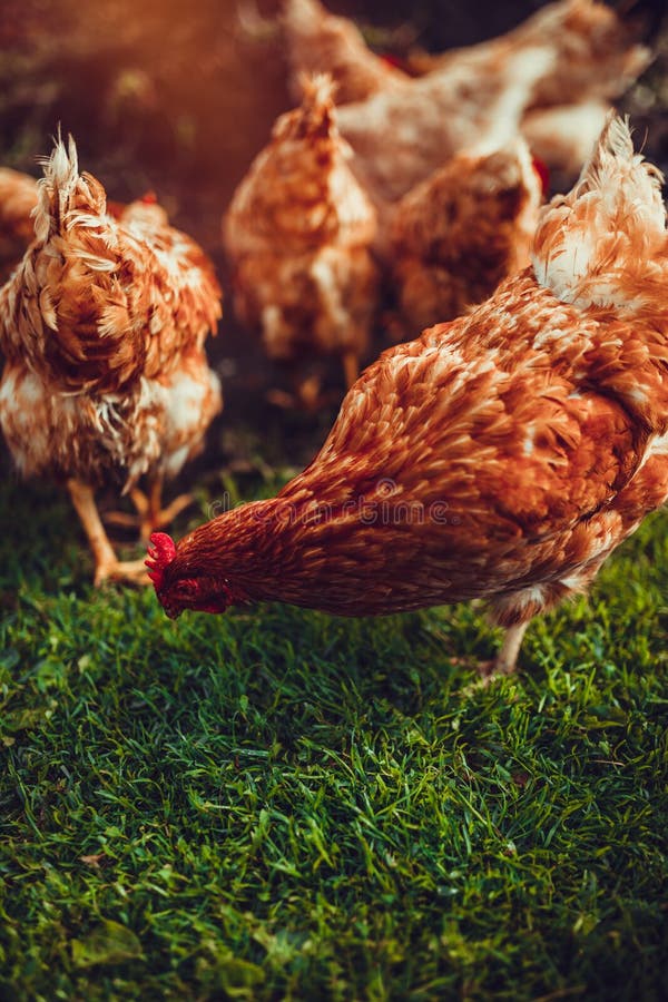 Free range living chickens stock image. Image of feather - 104033929