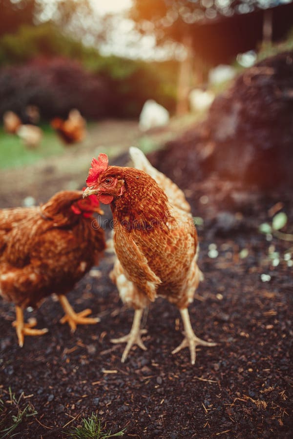 Free range living chickens stock image. Image of nature - 104033721