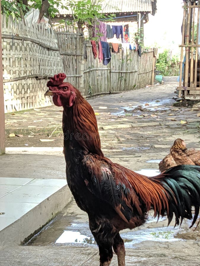 Free-range Male Chicken from Indonesia Stock Photo - Image of male ...