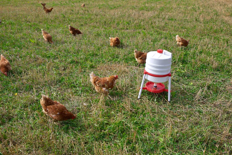 Free Range Organic Chickens Stock Photo - Image of outside, agriculture ...