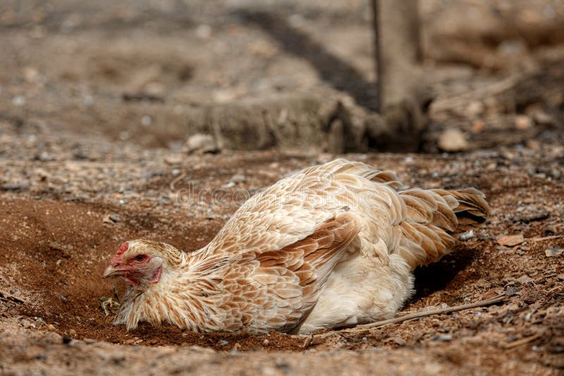 Free Range Organic Chickens Stock Photo - Image of agriculture, coop ...