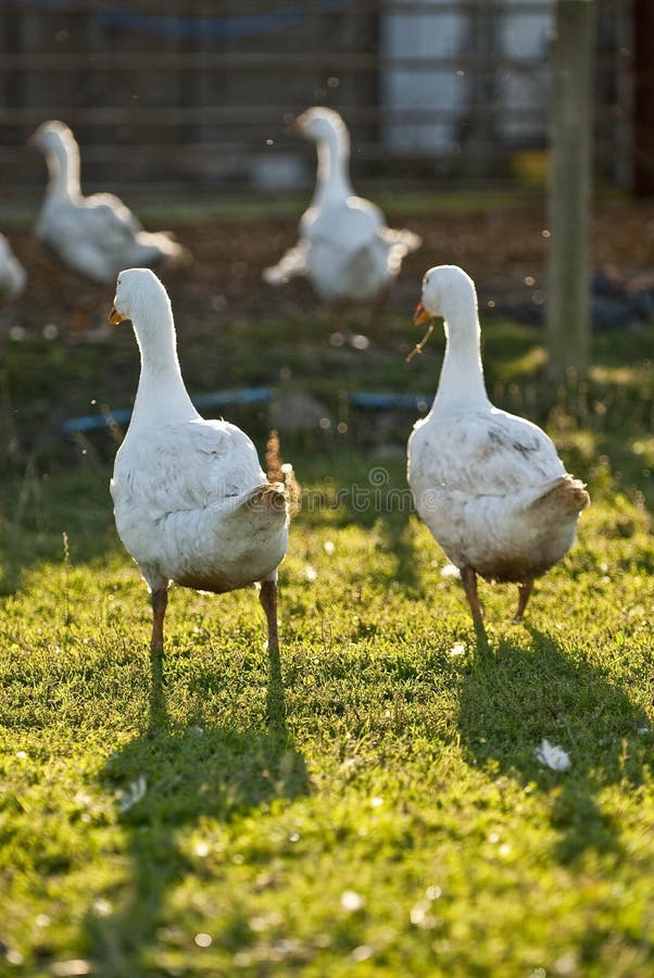 Free Range Organic Embden White Geese Stock Photo - Image of white ...