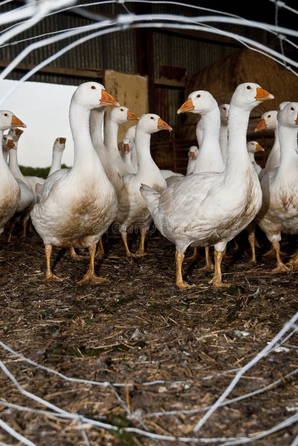 Free Range Organic Embden White Geese Stock Photo - Image of white ...