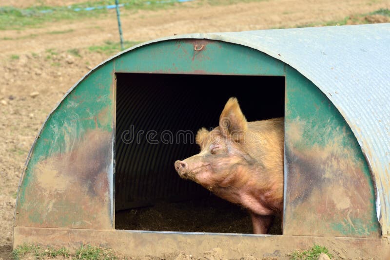 Free range pig scratching stock photo. Image of young - 38840774