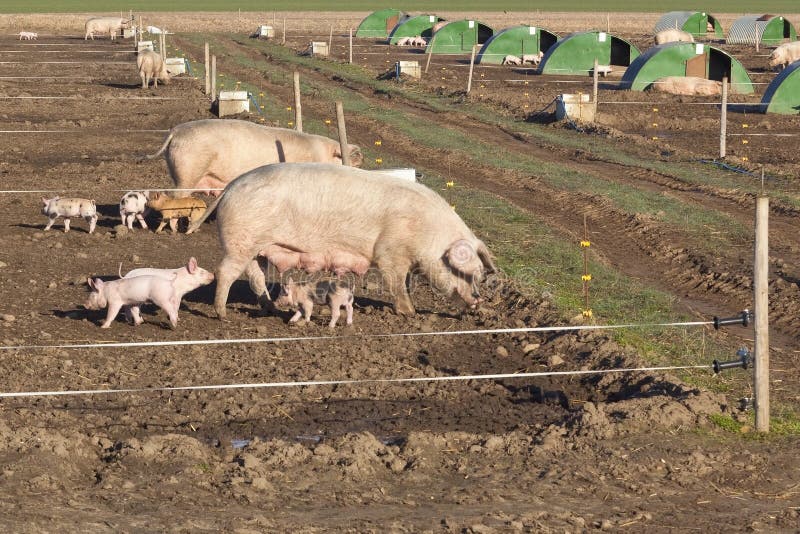 Free range pigs stock image. Image of shelters, farmland - 18803095