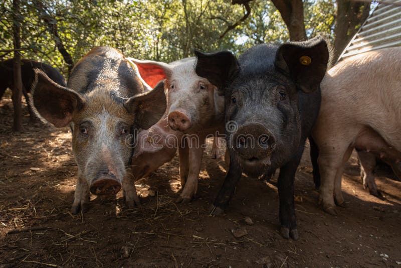 Free-range pigs stock image. Image of group, scrubland - 239240625