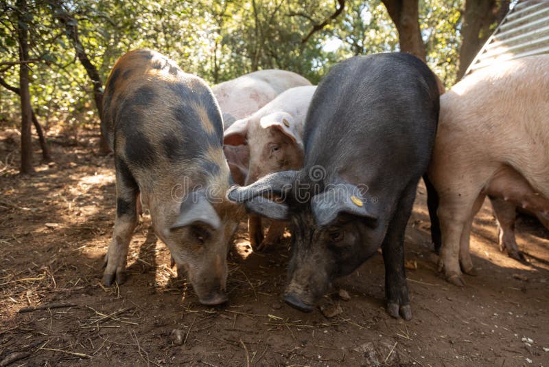 Free-range pigs stock photo. Image of animal, rural - 247667734