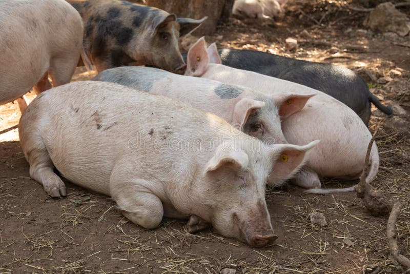 Free-range Pigs at Siesta Time Stock Photo - Image of mammal ...