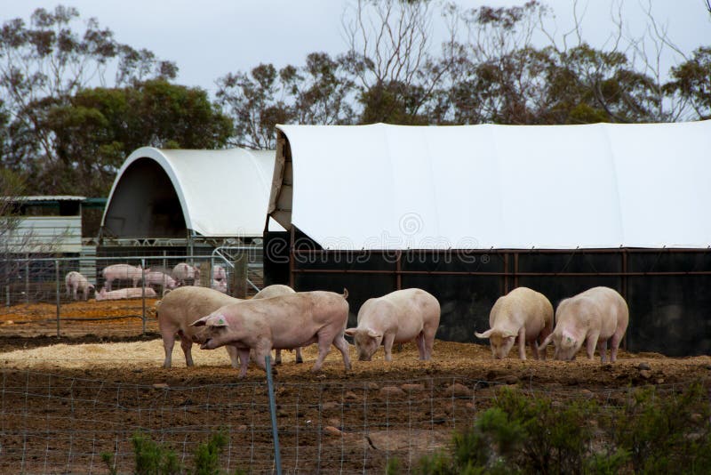 Pig Farm Australia Stock Photos - Free & Royalty-Free Stock Photos from ...