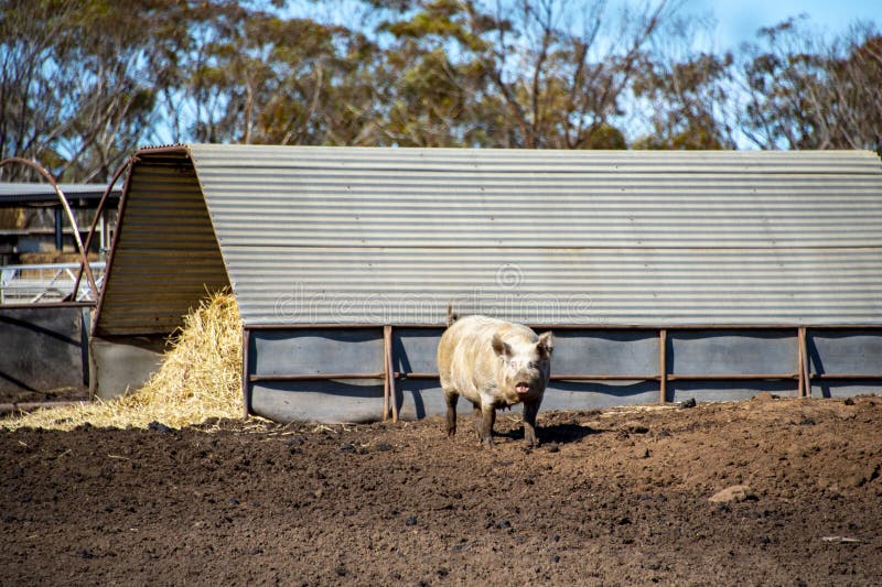 Free Range Pork stock photo. Image of range, farming - 333403830