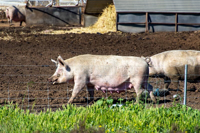 Free Range Pork stock photo. Image of australia, western - 333403852