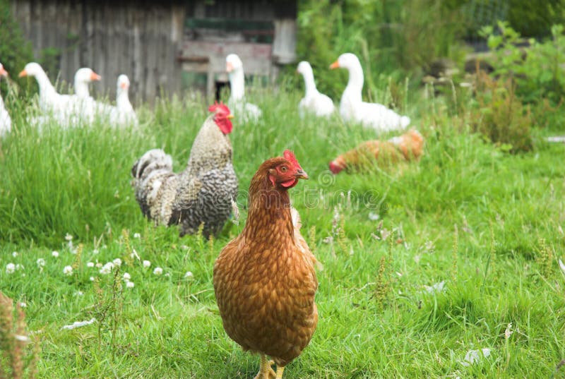 Free Range Poultry stock photo. Image of range, goose - 22708124