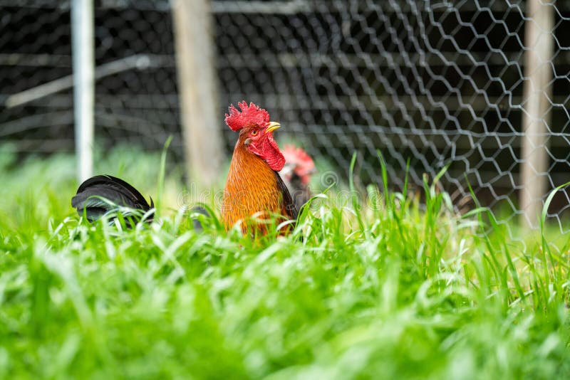 Free Range Poultry Layers on a Ranch in America Stock Image - Image of ...