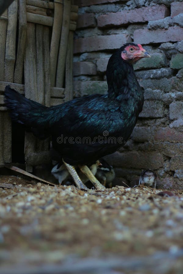 Production Red Rooster or Cockerel Stock Image - Image of rooster ...