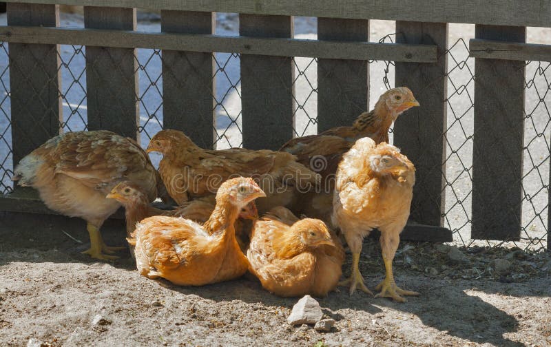 Chickens Resting Under Peony Bush Stock Photo - Image of farming ...