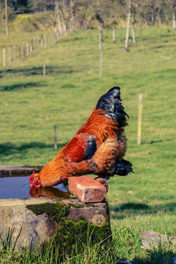 A Free Range Red Rooster Drinking Water from a Rustic Cement Tank Stock ...