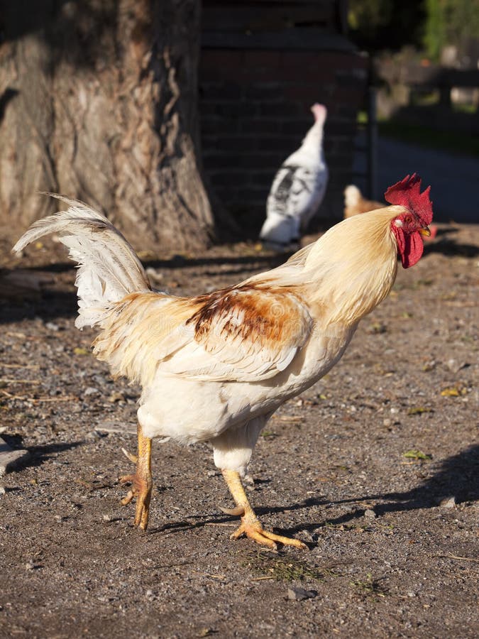 Red rooster stock image. Image of agriculture, animal - 16244975