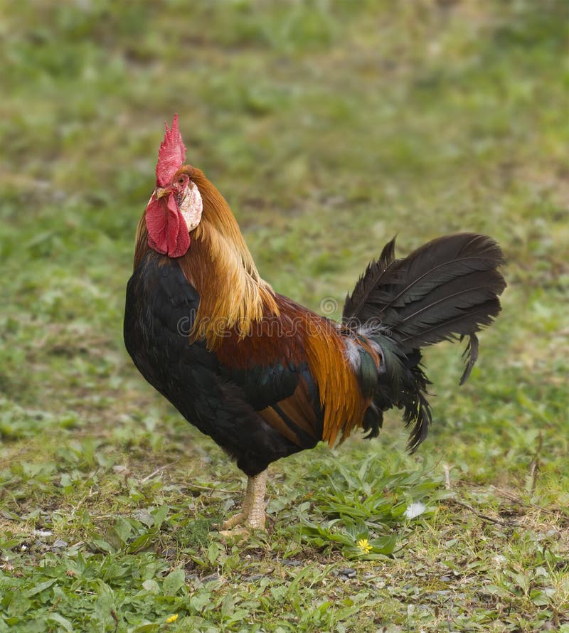 Free range rooster stock photo. Image of white, field - 3494282