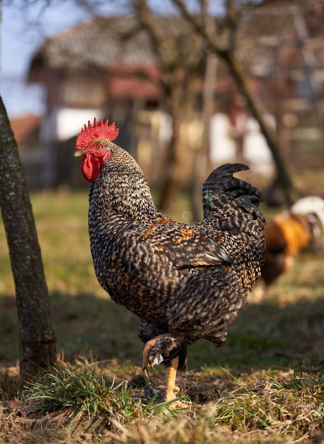 Rooster in the grass stock photo. Image of brown, countryside - 211680824