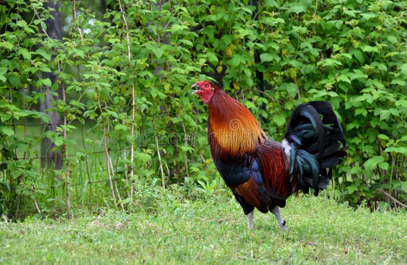 Blueface Rooster